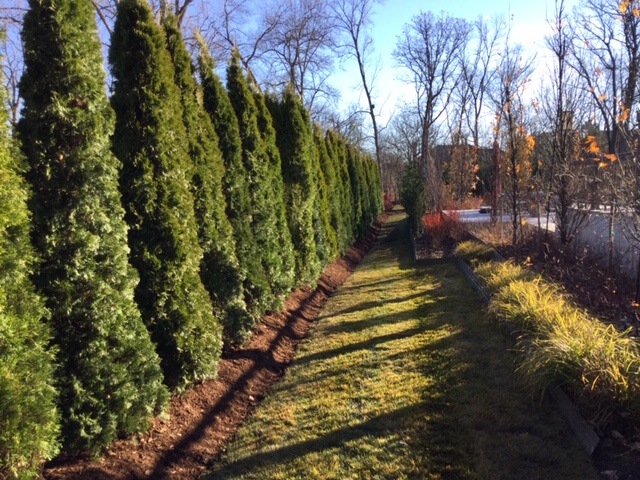 12′ Emerald Green Arborvitae – Home